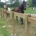 FinishLine Horse Fence 2000ft Spool - Horse Fence Direct Store